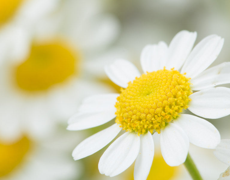 Point Pleasant NJ Florist | Popular Flowers for Flower Delivery – Petal ...