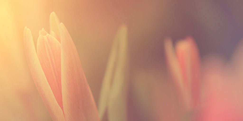 Point Pleasant Florist | Flower Delivery | Petal Street Flower Company